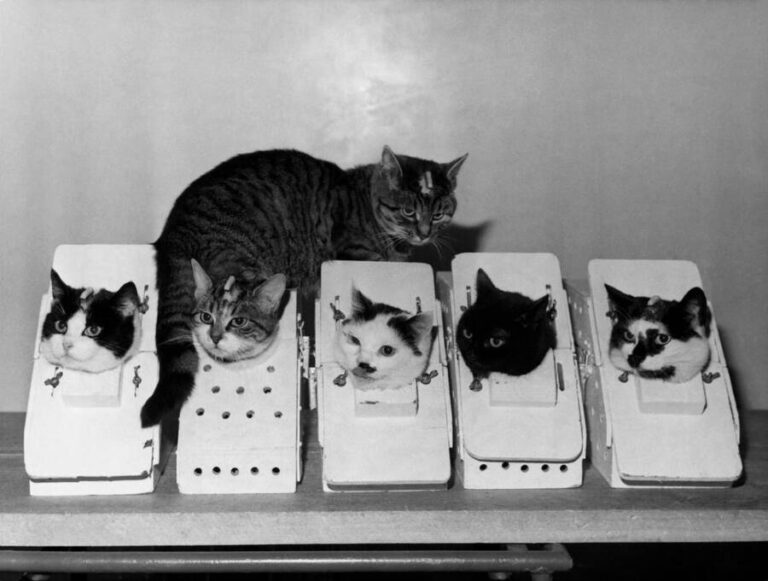 Meet Félicette, The First Cat To Be Sent To Space