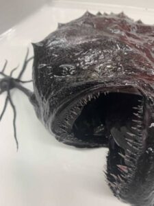Footballfish, The Terrifying Deep-Sea Monsters Of The Pacific