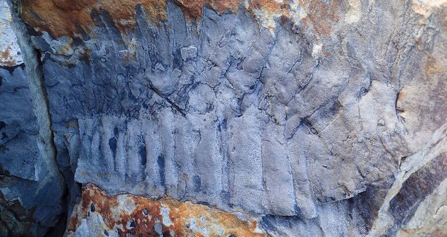 Archaeologists Excavate Fossil Of Car-Sized Millipede In England