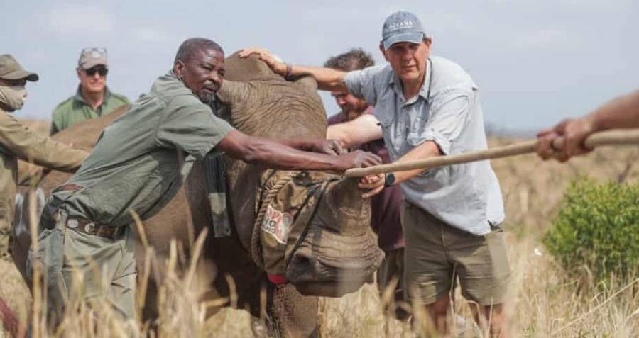 White Rhinos Flown From South Africa To Rwanda To Protect Species