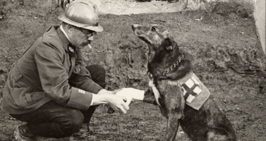 The Inspiring Story Of The Mercy Dogs Of World War I