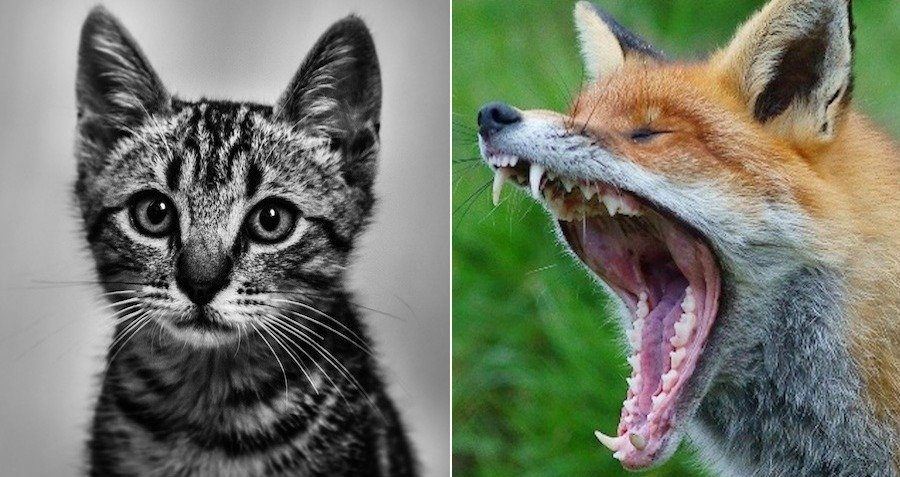 Study Identifies 'Croydon Cat Killer' After 400 Cats Found Dead In London