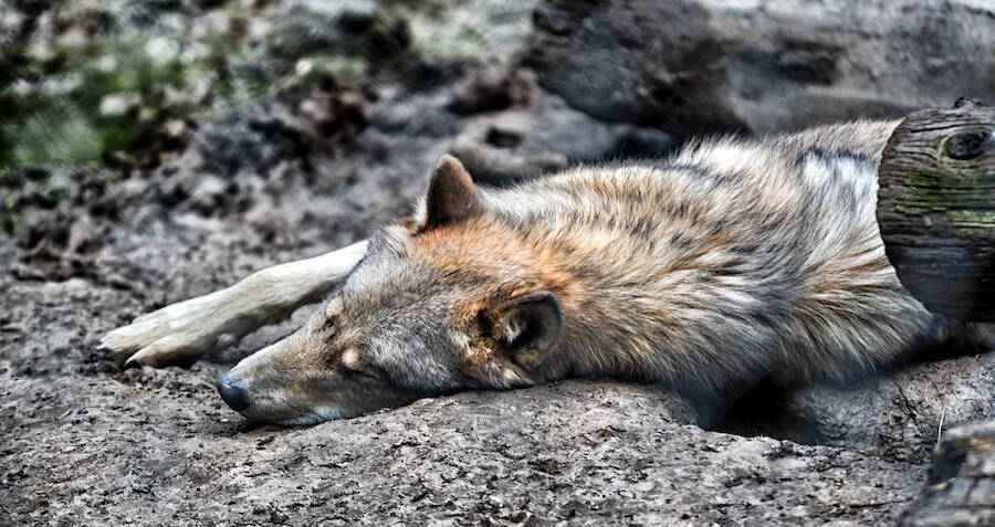 OR93 Gray Wolf Famous For 'Epic' Trek To California Found Dead