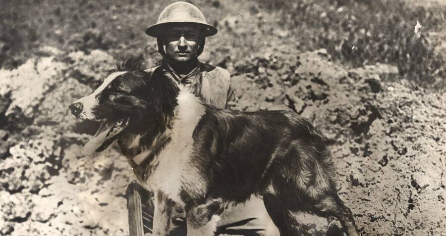 The Inspiring Story Of The Mercy Dogs Of World War I