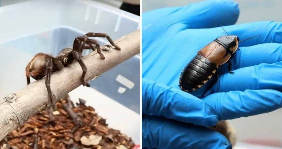 Hundreds Of Smuggled Tarantulas And Cockroaches Seized In Colombia