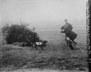 The Inspiring Story Of The Mercy Dogs Of World War I