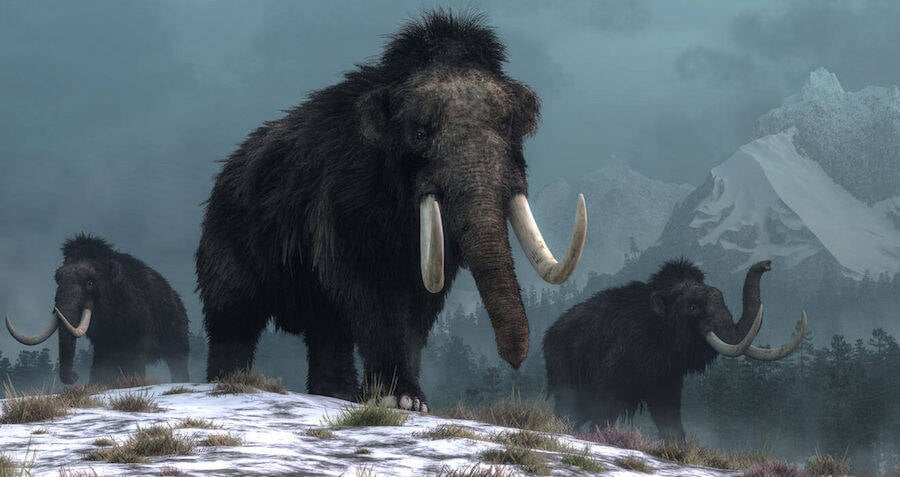 Woolly Mammoths’ Extinction In Canada Happened Just 5,000 Years Ago