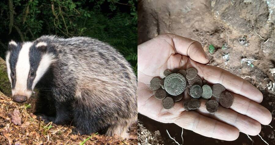 Badger Leads Archeologists To 'Exceptional' Roman-Era Coins In Spain