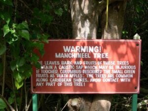 Why The Manchineel Tree Is The Deadliest In The World