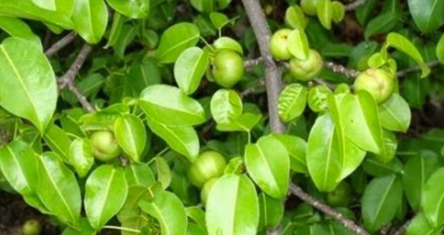 Why The Manchineel Tree Is The Deadliest In The World