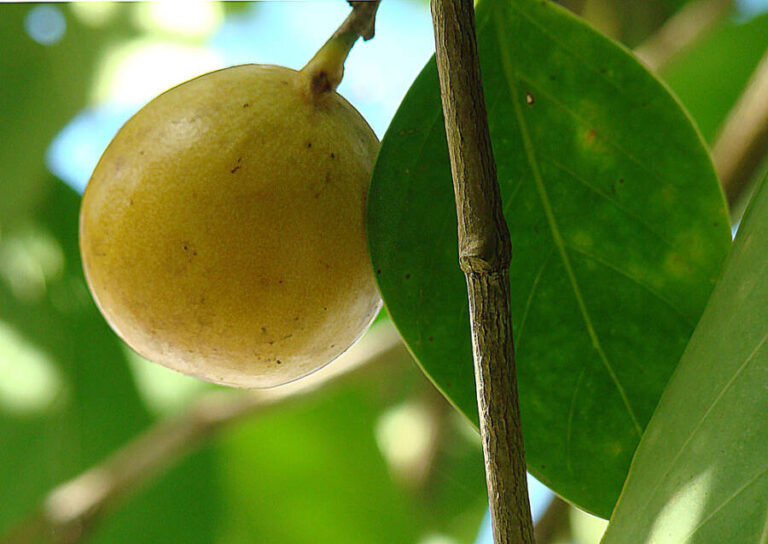 Why The Manchineel Tree Is The Deadliest In The World