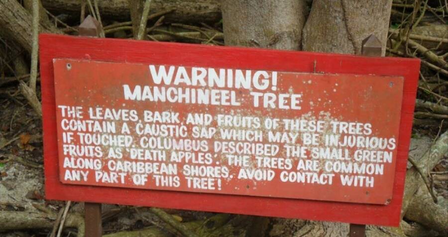 Why The Manchineel Tree Is The Deadliest In The World