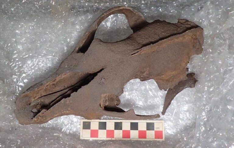 Extinct Ice Age Animal Bones Found At Construction Site In England