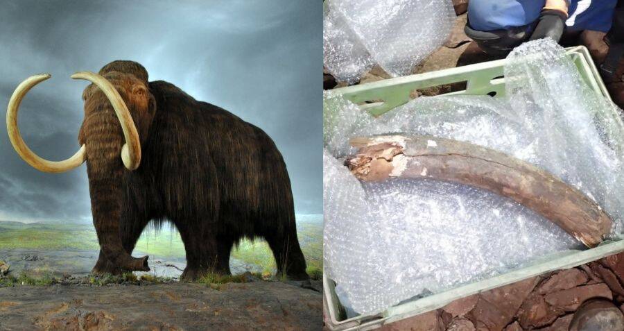 Extinct Ice Age Animal Bones Found At Construction Site In England