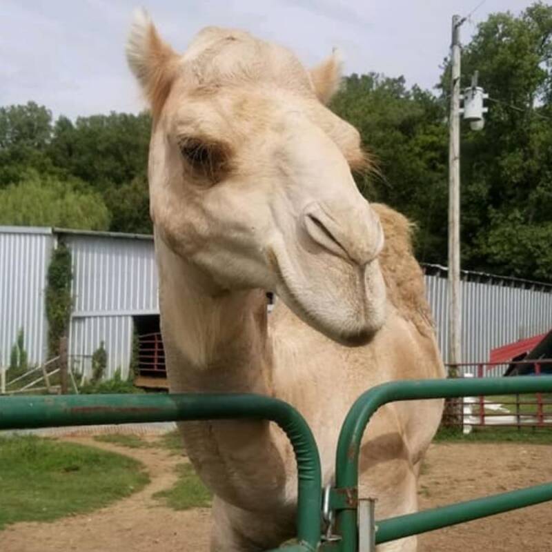 A Rampaging Camel Killed Two Men At A Tennessee Petting Zoo