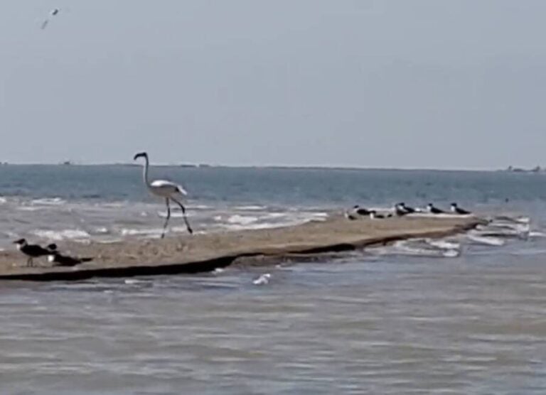 A Flamingo That Escaped From Kansas Zoo In 2005 Was Spotted In Texas