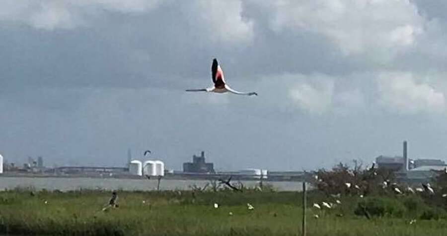 A Flamingo That Escaped From Kansas Zoo In 2005 Was Spotted In Texas