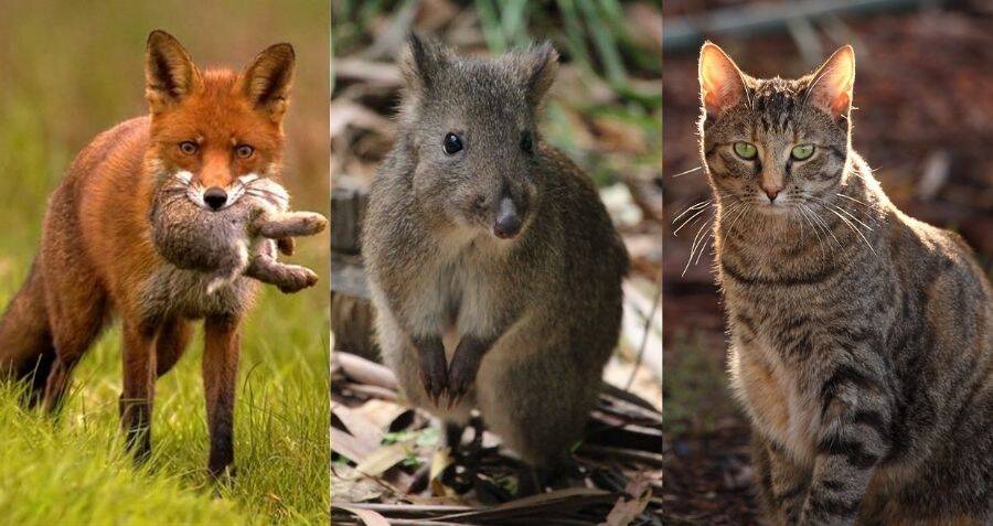 Australian Cats And Foxes Are Killing 2.6 Billion Animals Every Year