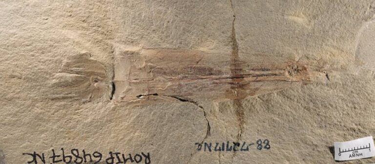 Scientists Discover Octopus Fossil That Predates The Dinosaurs