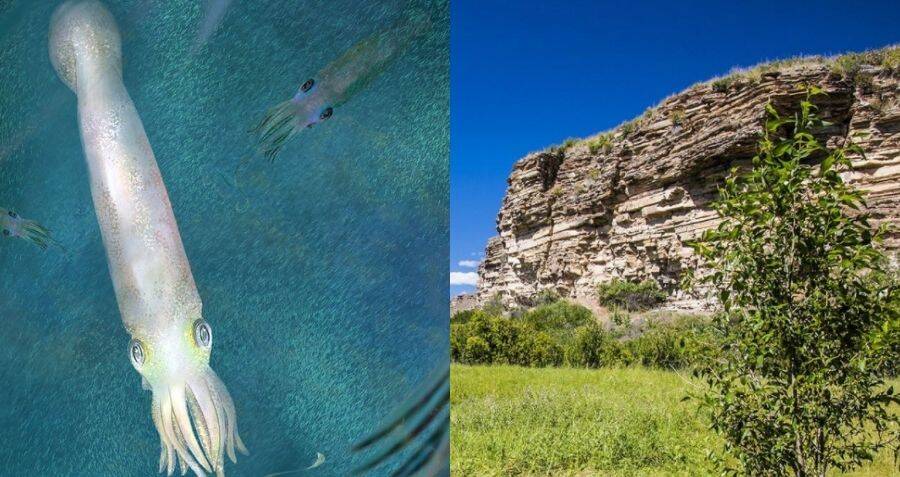 Scientists Discover Octopus Fossil That Predates The Dinosaurs