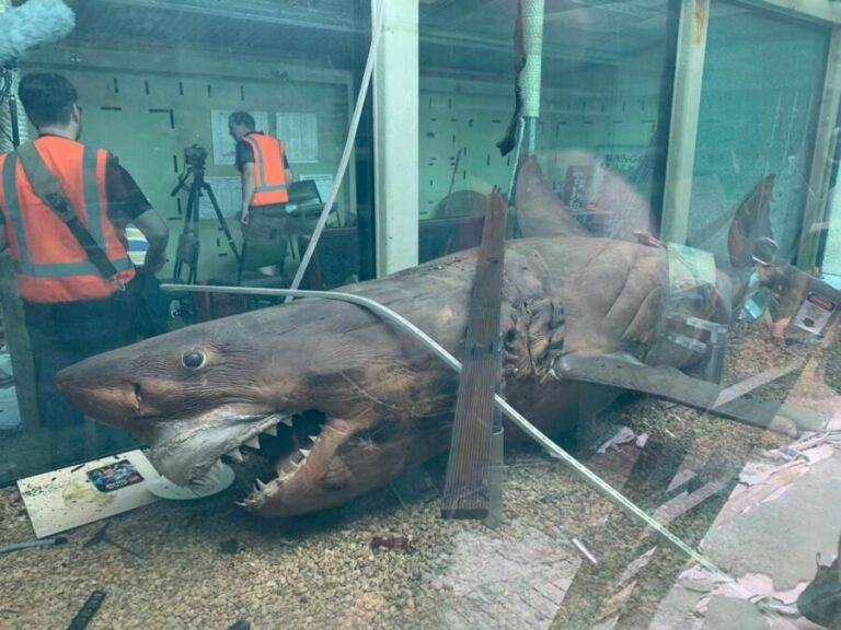 Rosie The Shark, The Great White Found In An Abandoned Park
