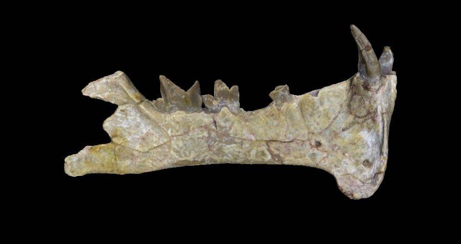A Fossilized Jaw Found In California Is From First Saber-Toothed Predator