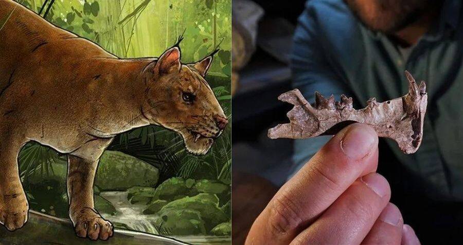 A Fossilized Jaw Found In California Is From First Saber-Toothed Predator