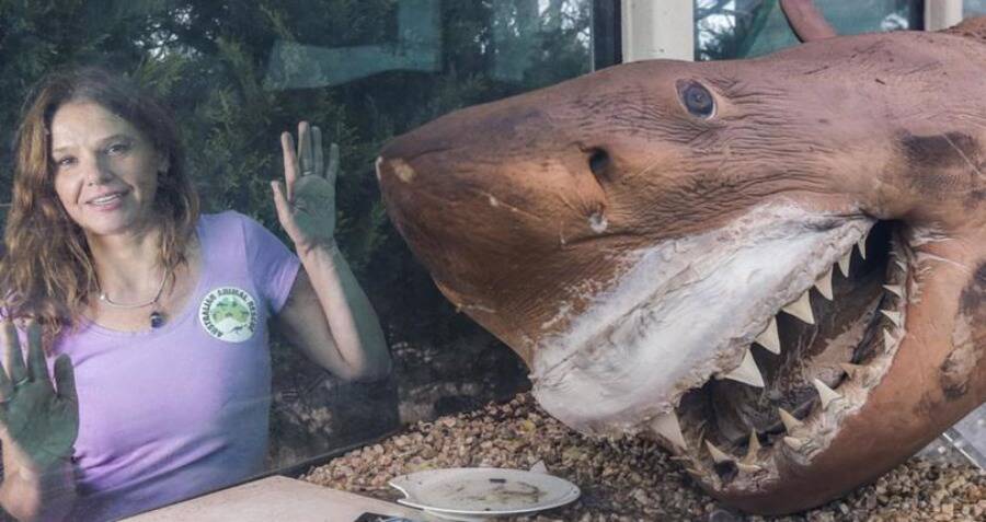 Rosie The Shark, The Great White Found In An Abandoned Park