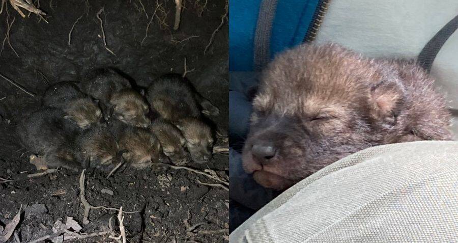 Endangered Red Wolf Pups Born In The Wild For First Time In Four Years