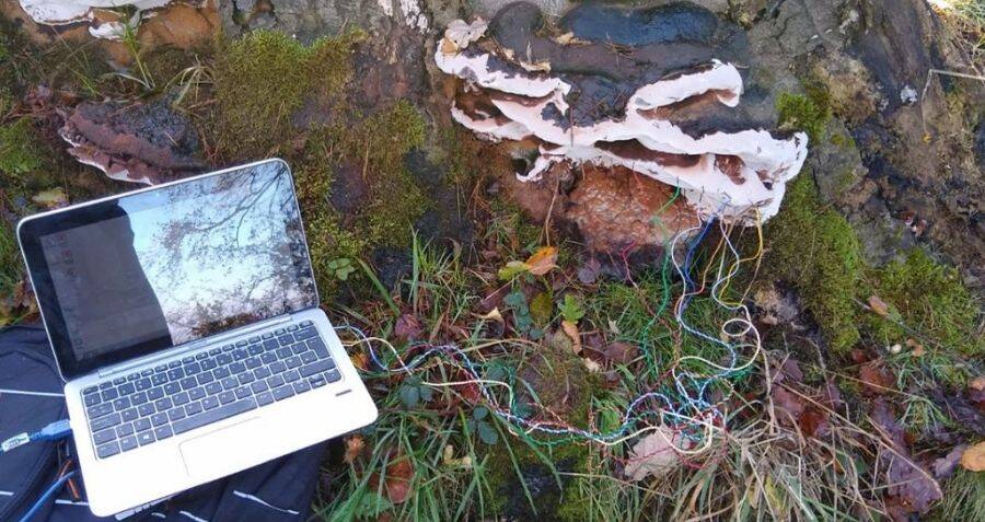 New Study Shows Mushrooms 'Talk' To Each Other Using Up To 50 Words