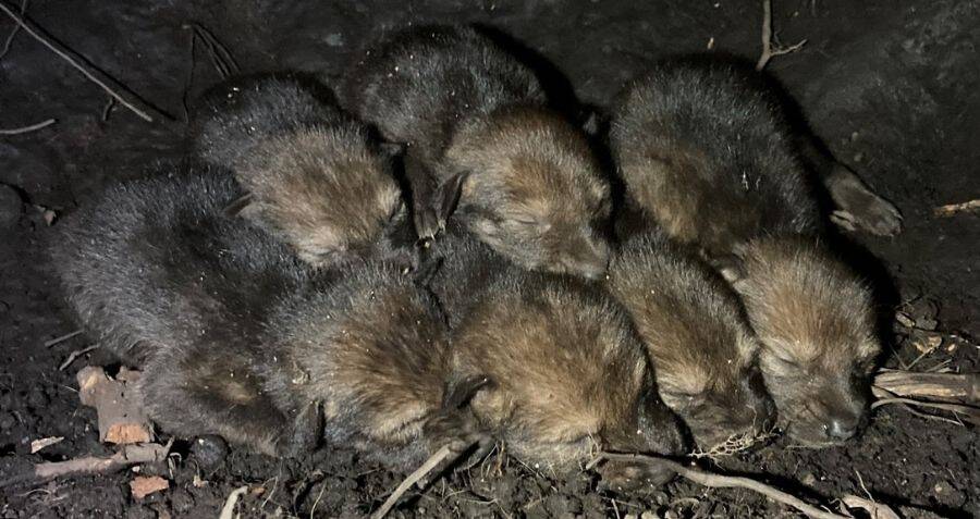 Endangered Red Wolf Pups Born In The Wild For First Time In Four Years