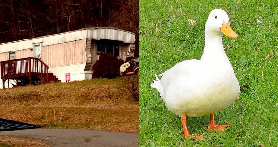 Pet Duck 'Finds' Missing Woman — And Solves A Murder Investigation