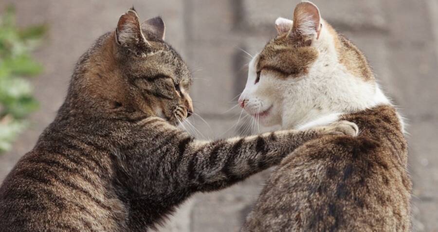 Cats Learn Each Other's Names And Those Of Their Owners, Study Says