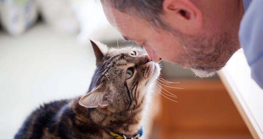 Cats Learn Each Other's Names And Those Of Their Owners, Study Says