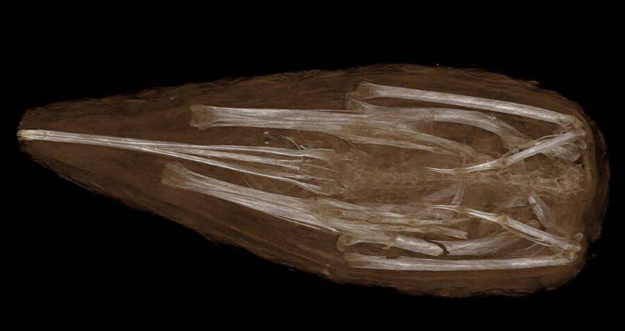 Egyptian Mummy Forgotten In A Closet Revealed As Ancient Sacred Ibis
