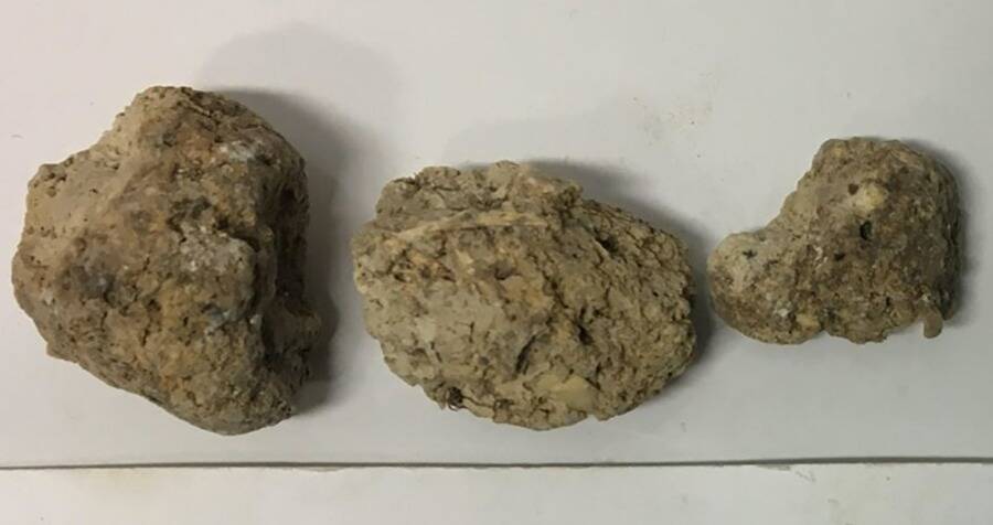 Ancient Feces Reveals Stonehenge Builders Ate Parasite-Infested Meat