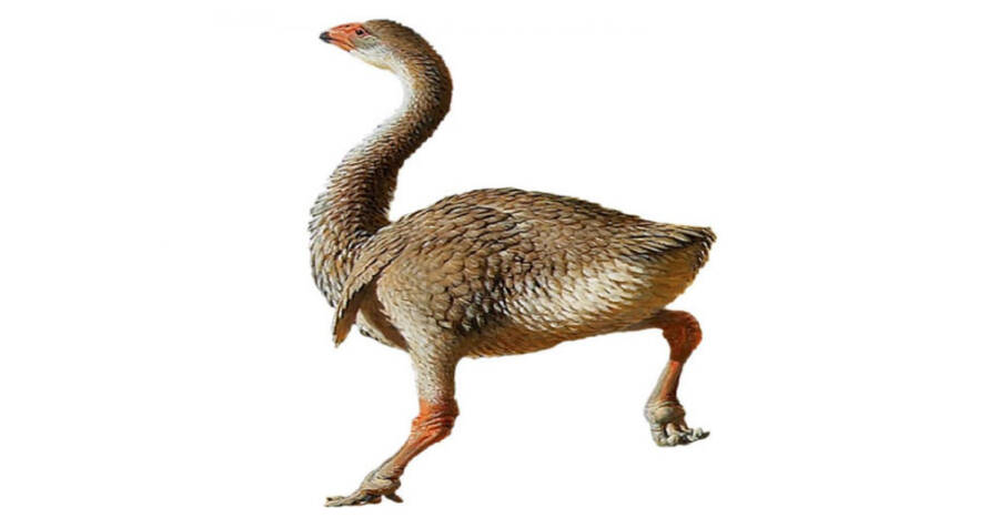 Egg-Eating Ancient Australians Helped Drive 'Thunder Birds' To Extinction