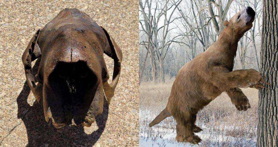 Turkey Hunter Finds 11,000-Year-Old Sloth Skull In West Virginia Woods