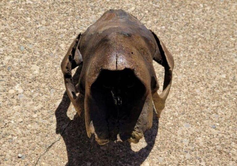 Turkey Hunter Finds 11,000-Year-Old Sloth Skull In West Virginia Woods