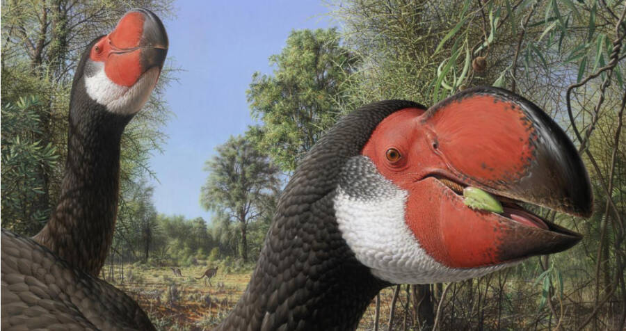 Egg-Eating Ancient Australians Helped Drive 'Thunder Birds' To Extinction