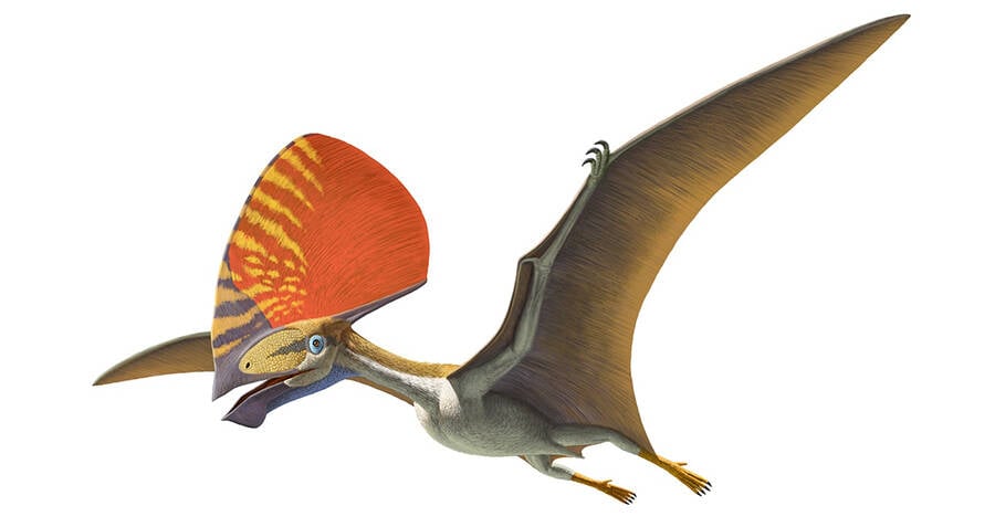 Dinosaur Cousin Pterosaur Likely Had Flamboyant Head Of Feathers