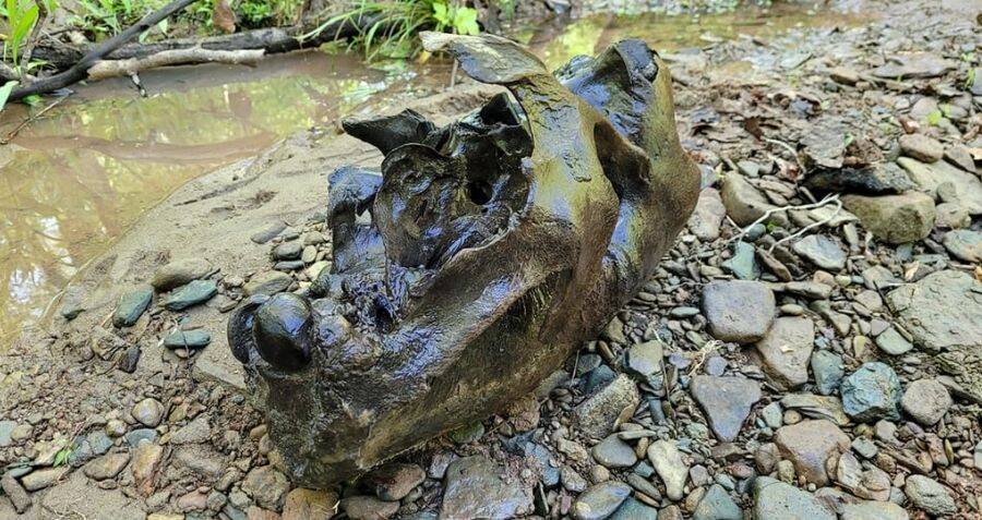 Turkey Hunter Finds 11,000-Year-Old Sloth Skull In West Virginia Woods