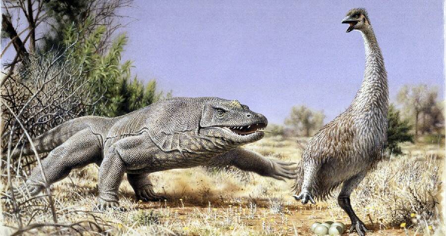 Egg-Eating Ancient Australians Helped Drive 'Thunder Birds' To Extinction