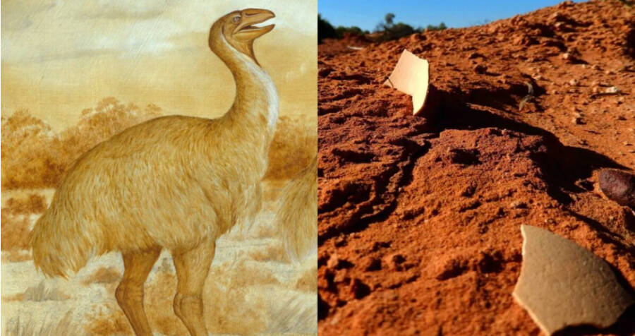 Egg-Eating Ancient Australians Helped Drive 'Thunder Birds' To Extinction