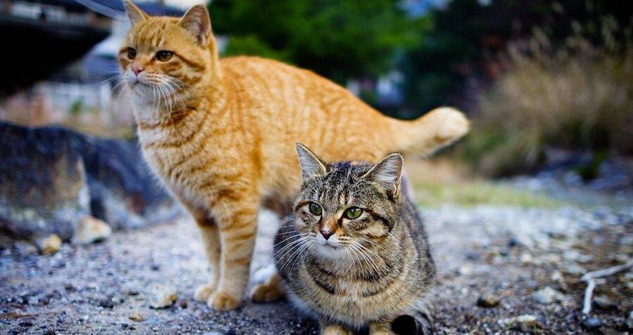 Cats Learn Each Other's Names And Those Of Their Owners, Study Says