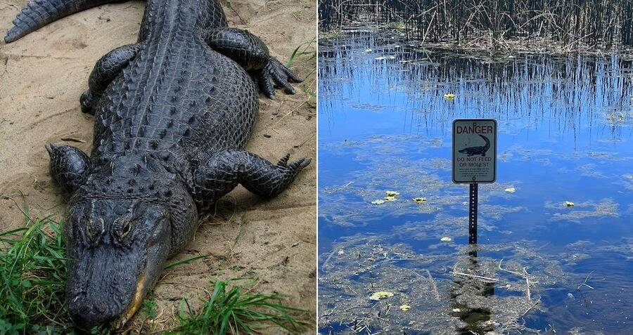 Florida Man Found Dead In Gator-Infested Lake After Retrieving Frisbees