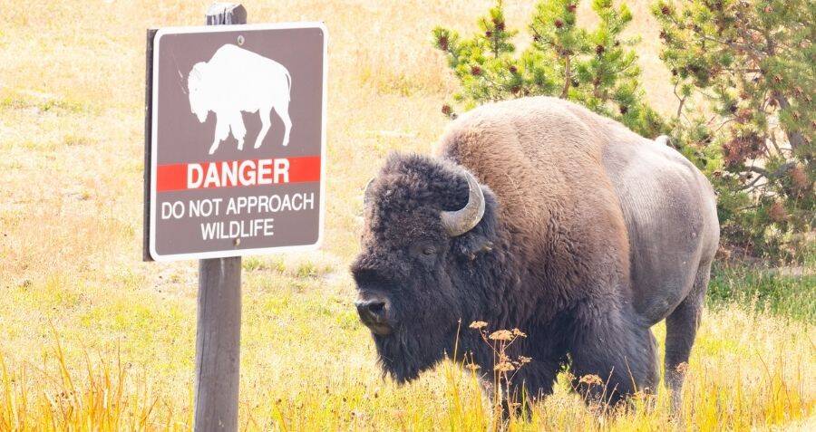 Woman Gored By Bison At Yellowstone After Getting Too Close