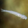 Candiru: The Amazonian Fish That Can Swim Up Your Urethra