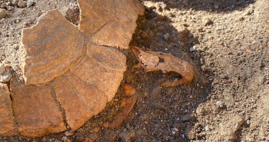 Archaeologists Find Remains Of 2,000-Year-Old Tortoise In Pompeii Ruins
