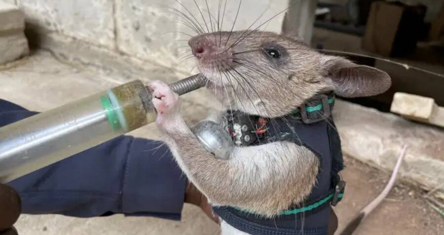 These 'Hero Rats Are Being Trained To Rescue Earthquake Survivors
